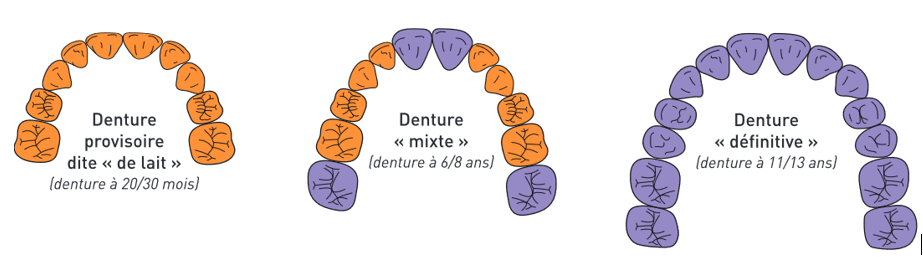 De la DENT DE LAIT à la DENT DÉFINITIVE ... ça pousse ! - Ma Bouche Ma ...